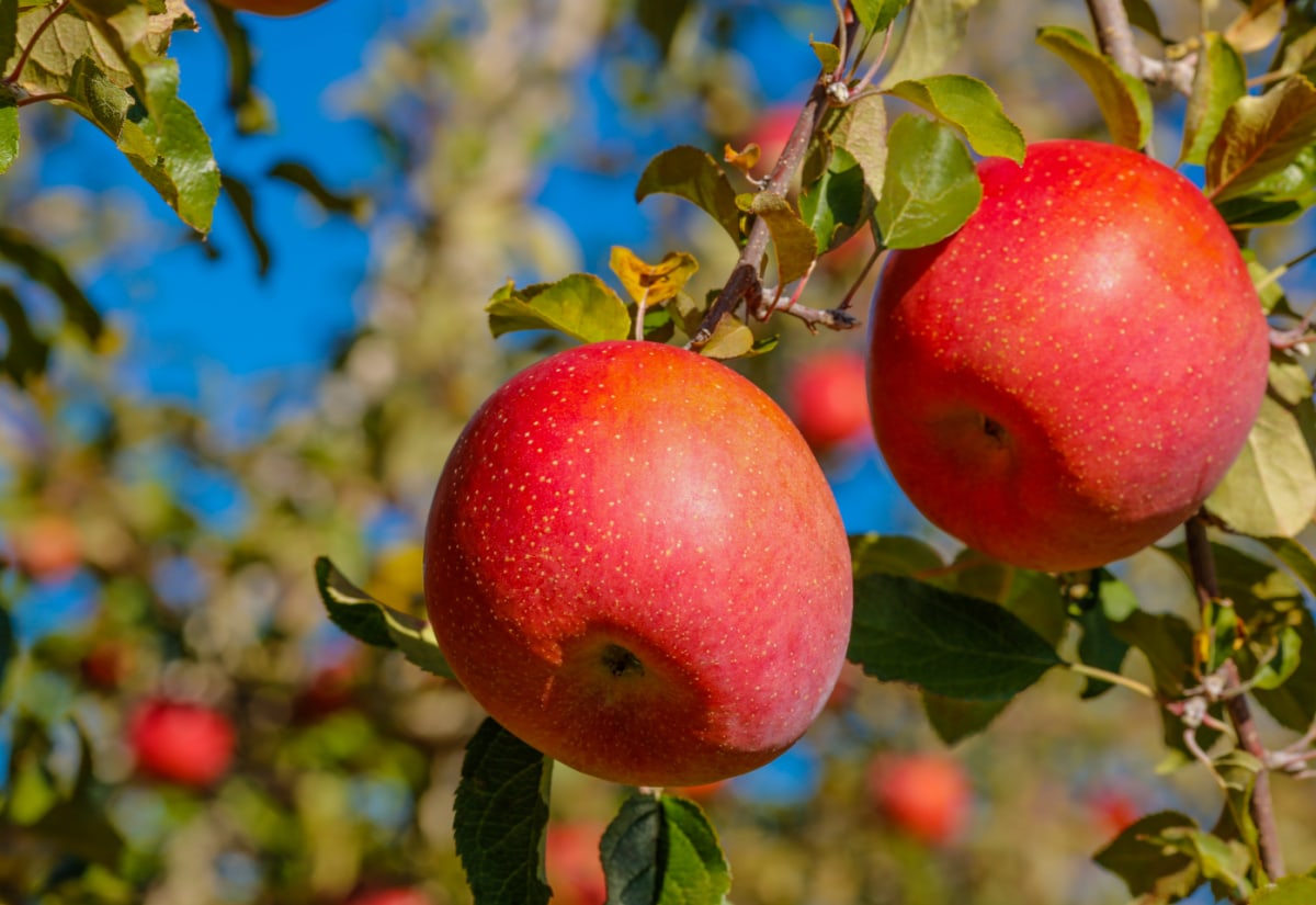 Crock-Pot Applesauce (THM E)